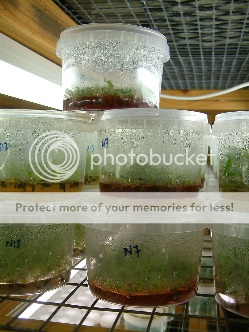 Medium browning - FlyTrapCare Forums